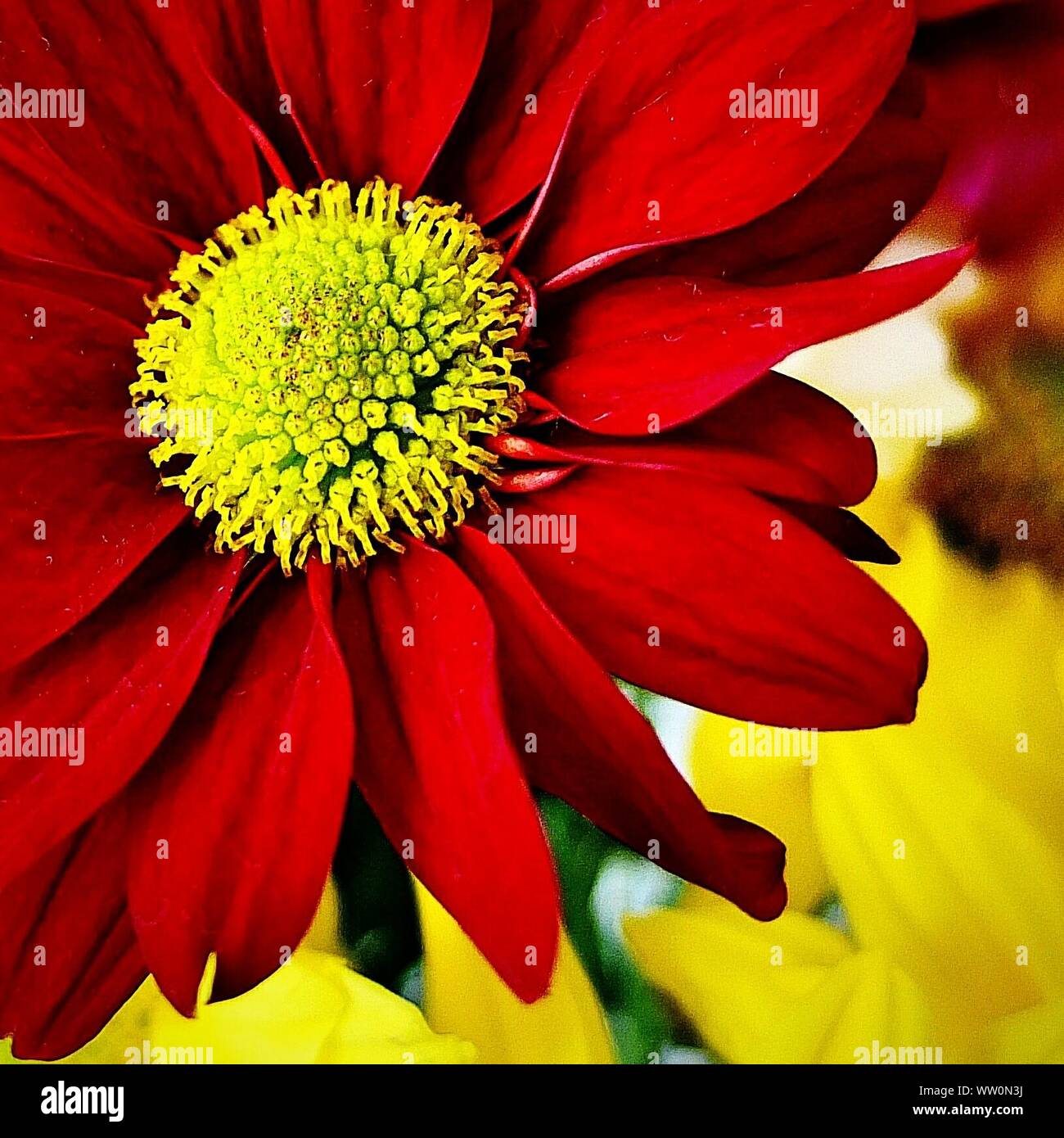 Red gerbera hi-res stock photography and images - Alamy