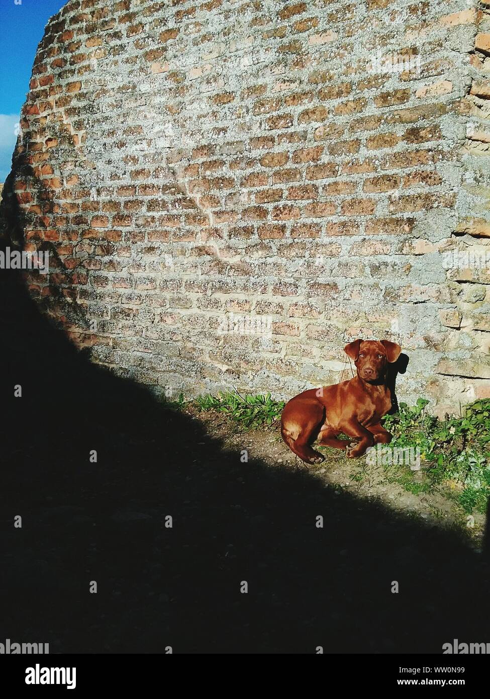 Brick built animals hi-res stock photography and images - Alamy