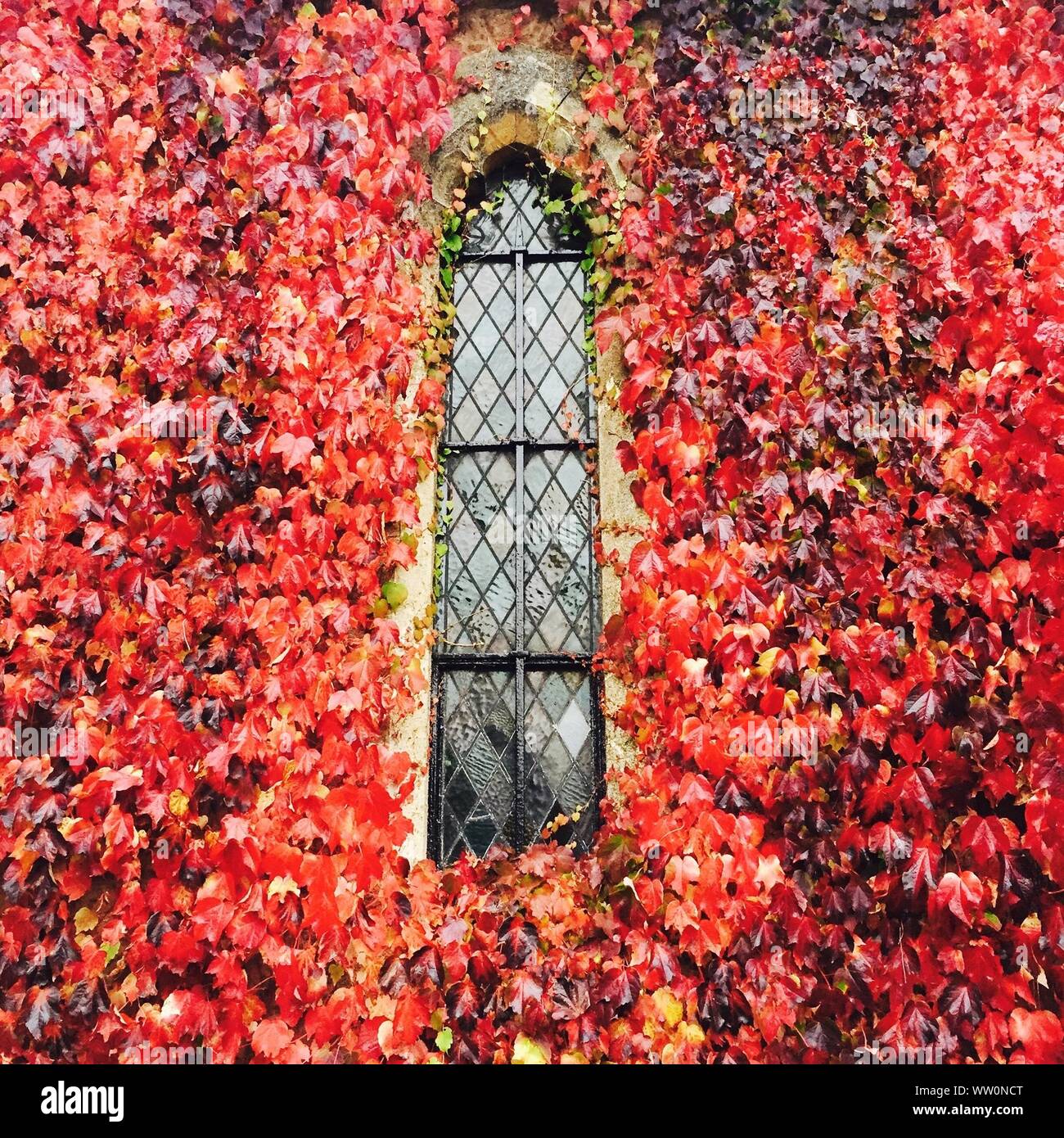 Vine around window hi-res stock photography and images - Alamy