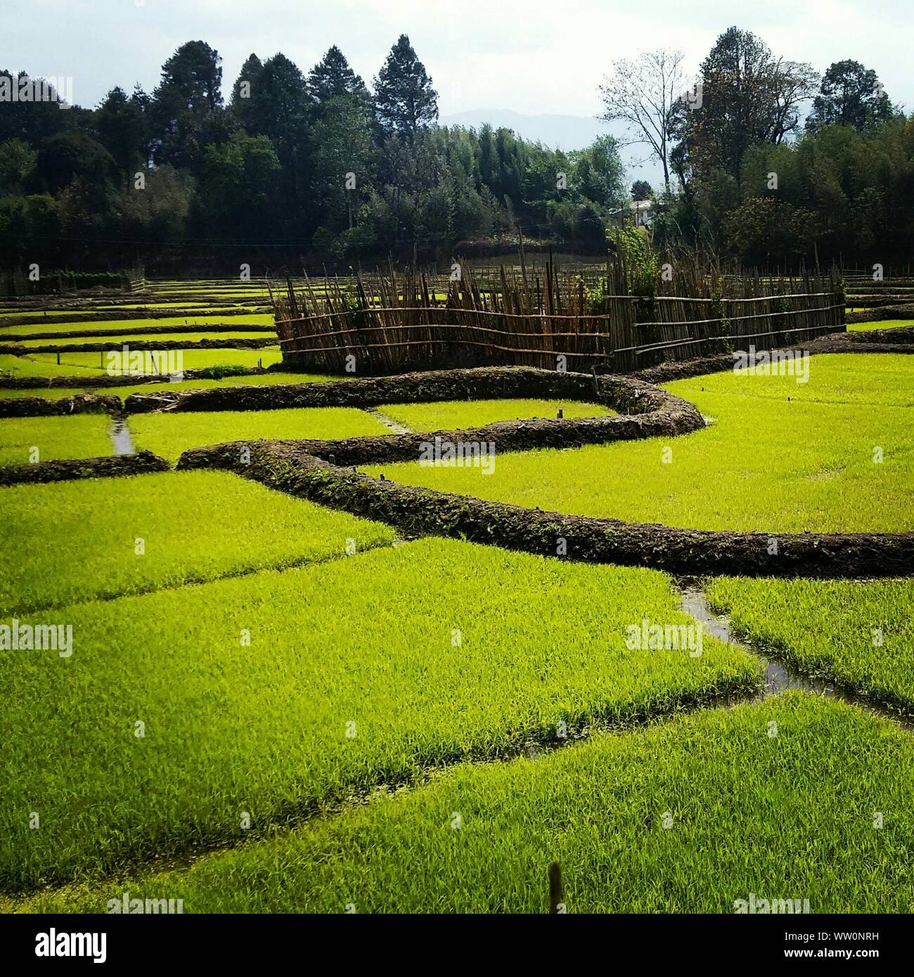 Paddys green hi-res stock photography and images - Alamy