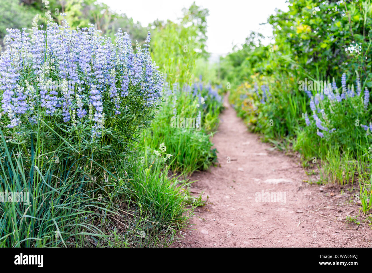 Many purple blue lupine flowers along dirt road path on Sunnyside trail ...
