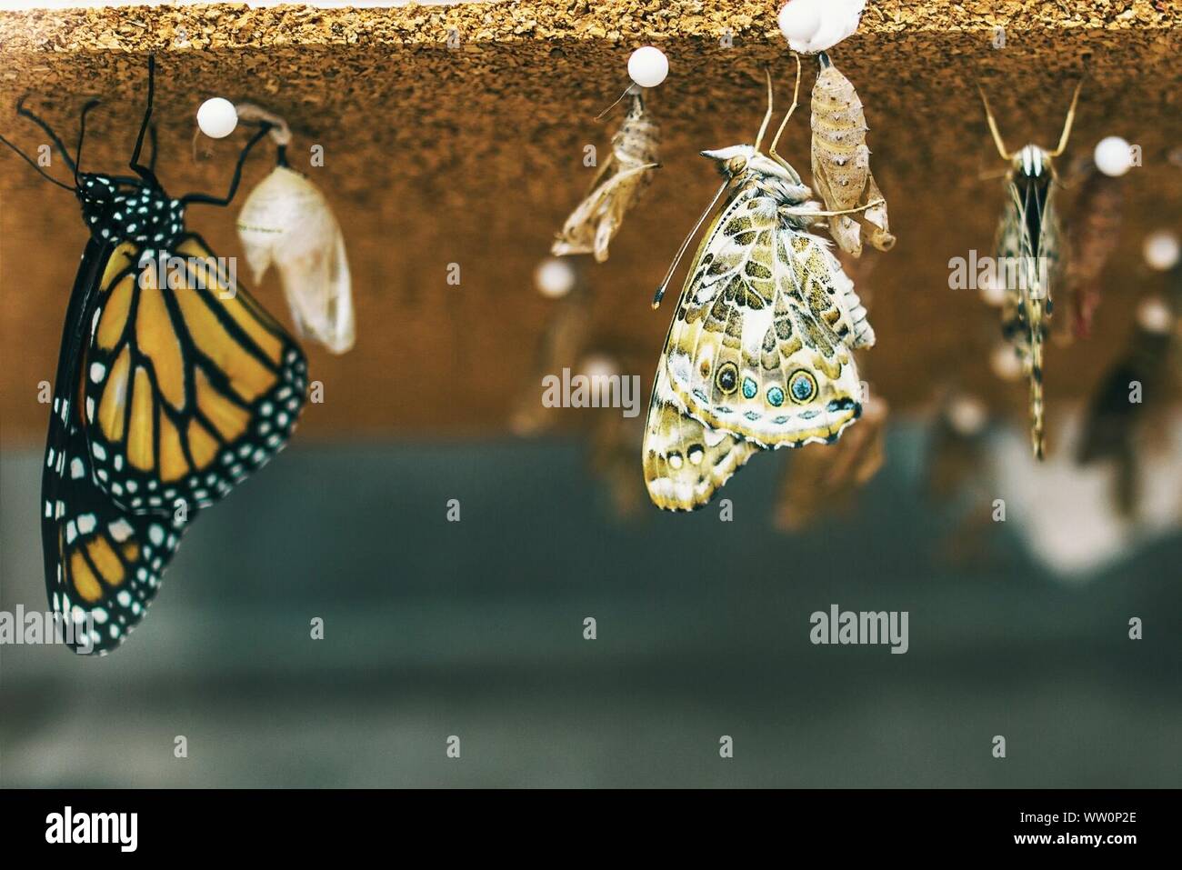 Hanging butterflies hi-res stock photography and images - Alamy