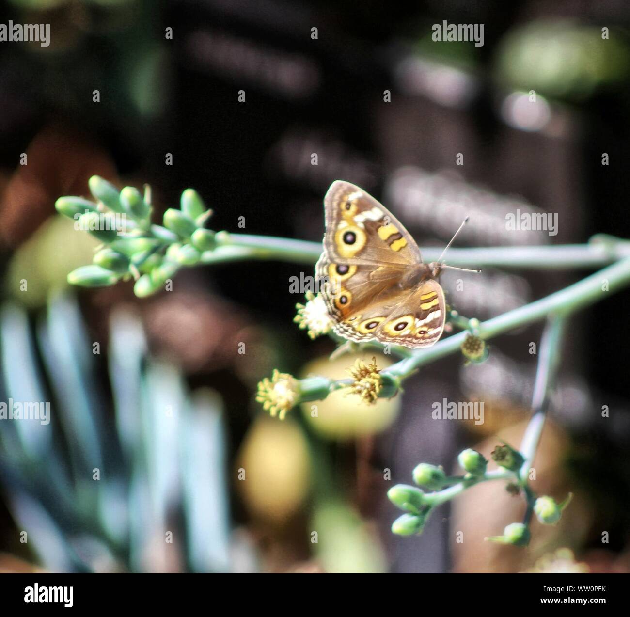 Moth plant hi-res stock photography and images - Alamy