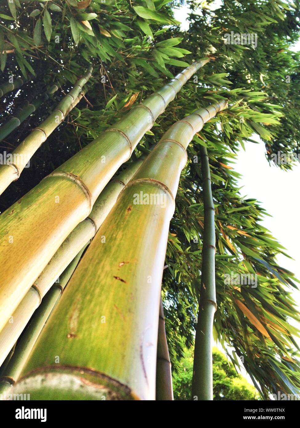 Tall bamboo tree hi-res stock photography and images - Alamy