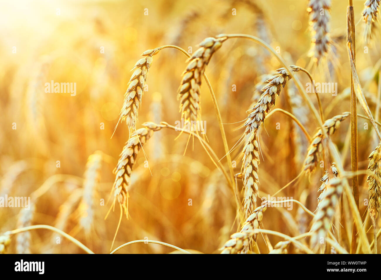 Wheat field. Ears of golden wheat. Beautiful Sunset Landscape ...