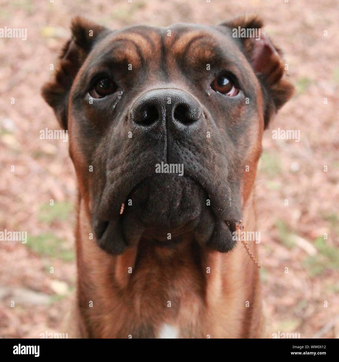 Italian Mastiff High Resolution Stock Photography and Images - Alamy