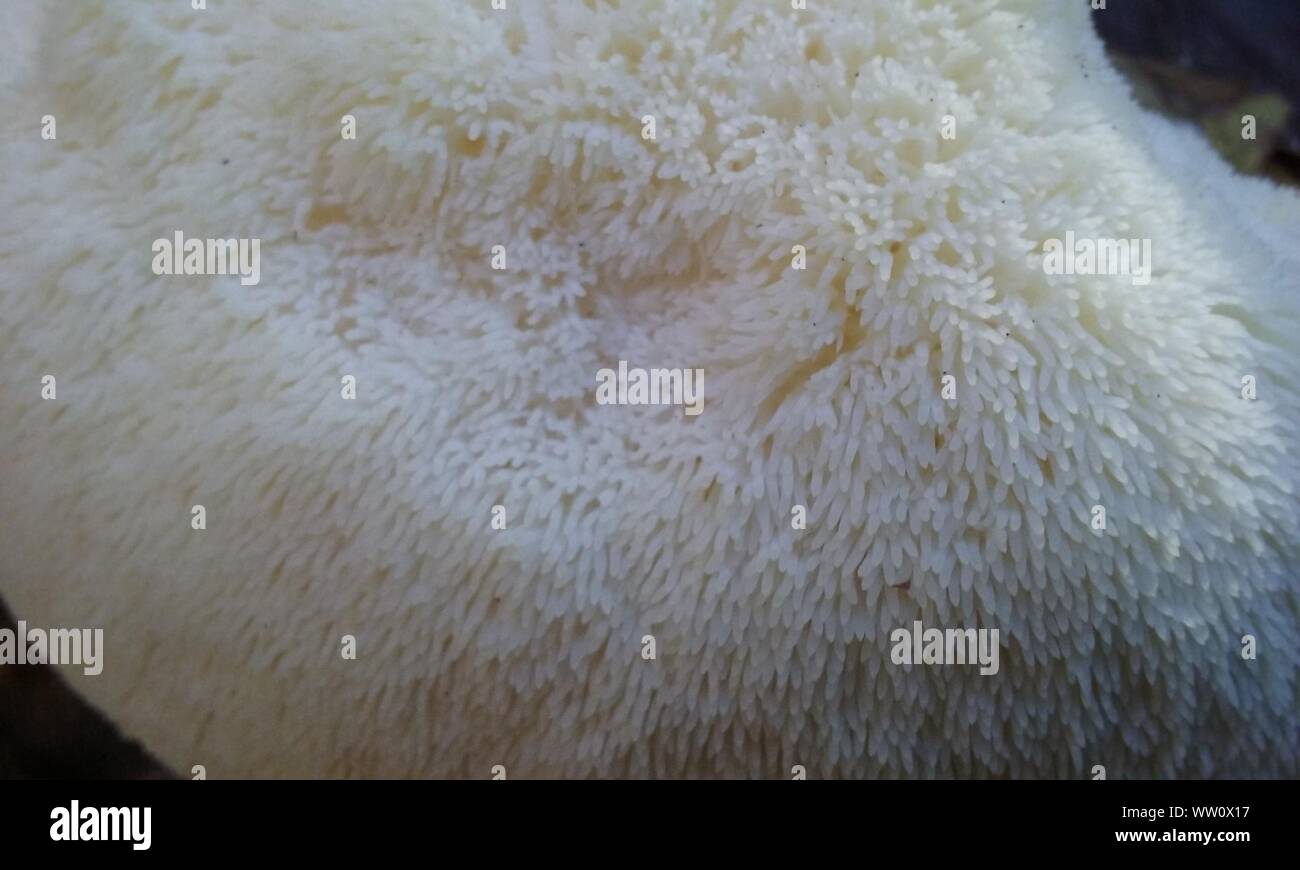 Animal body part hi-res stock photography and images - Alamy