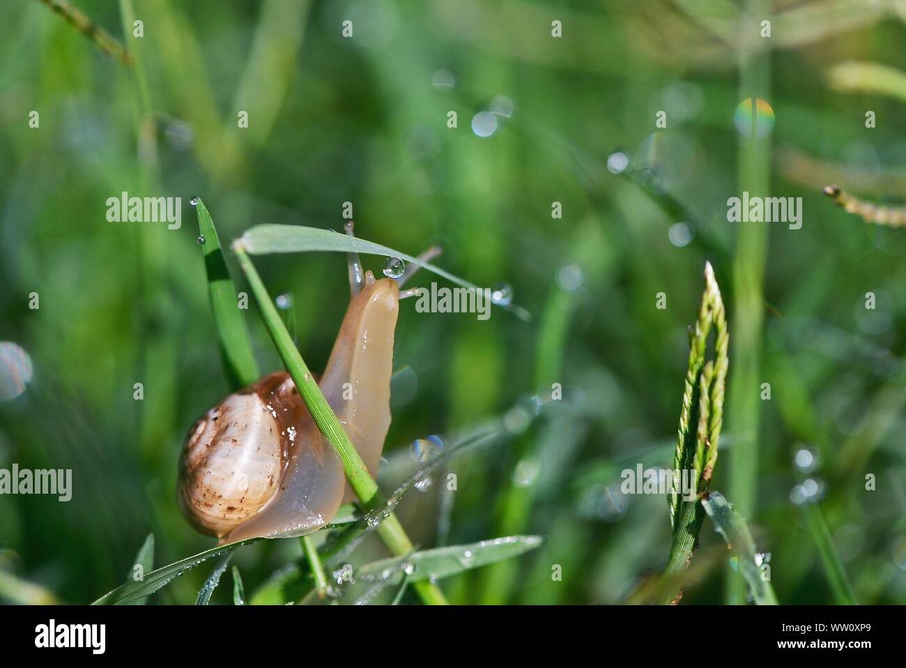 Wet snail on wet plant hi-res stock photography and images - Alamy
