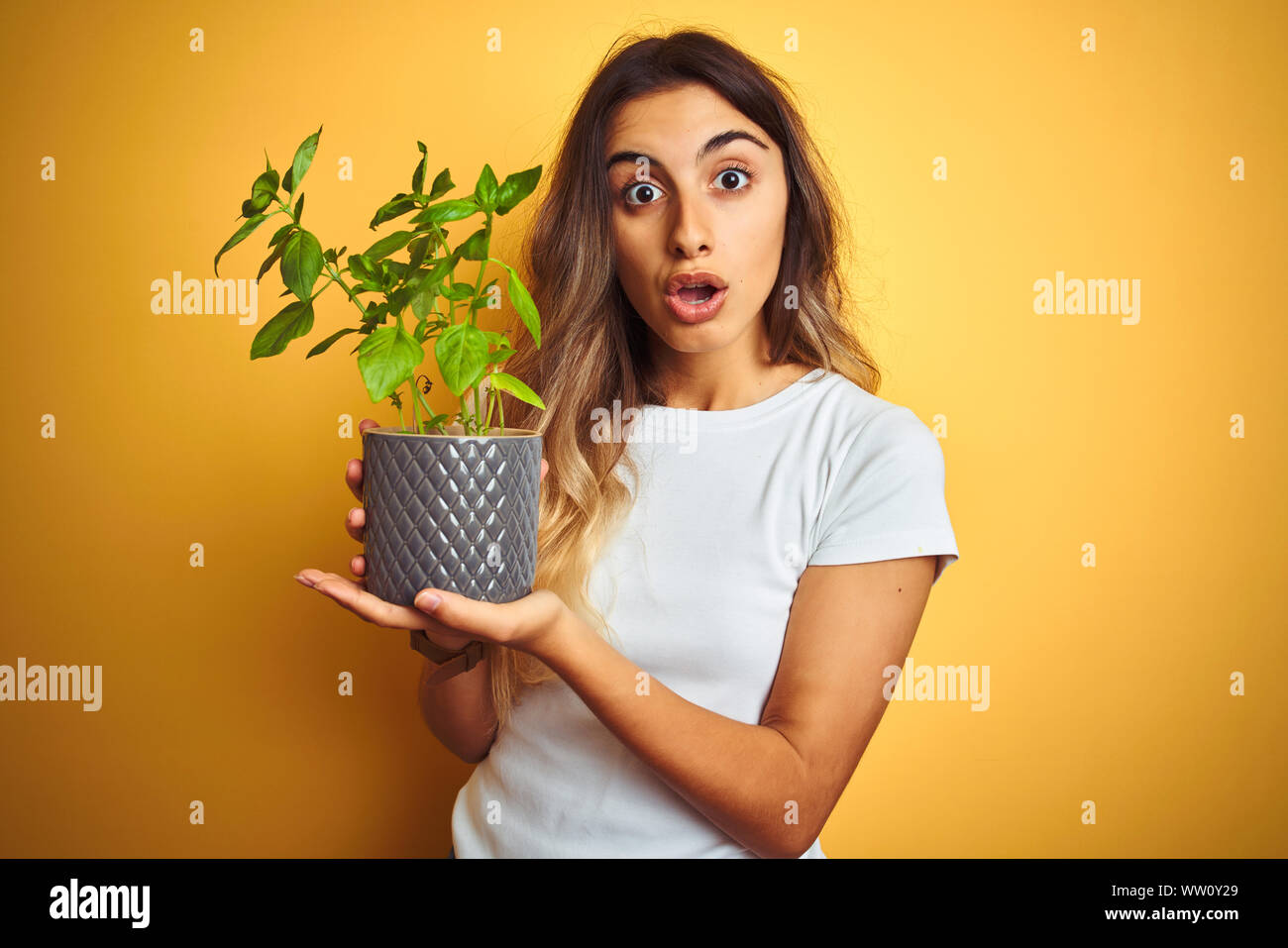Young beautiful woman holding basil pot over yellow isolated background ...