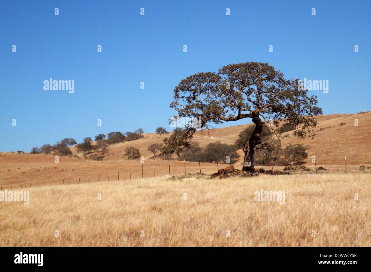 Single tree in dry grass hi-res stock photography and images - Alamy