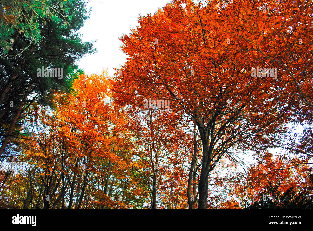 Colorful trees and leaves in autumn in the Montseny Natural Park in ...