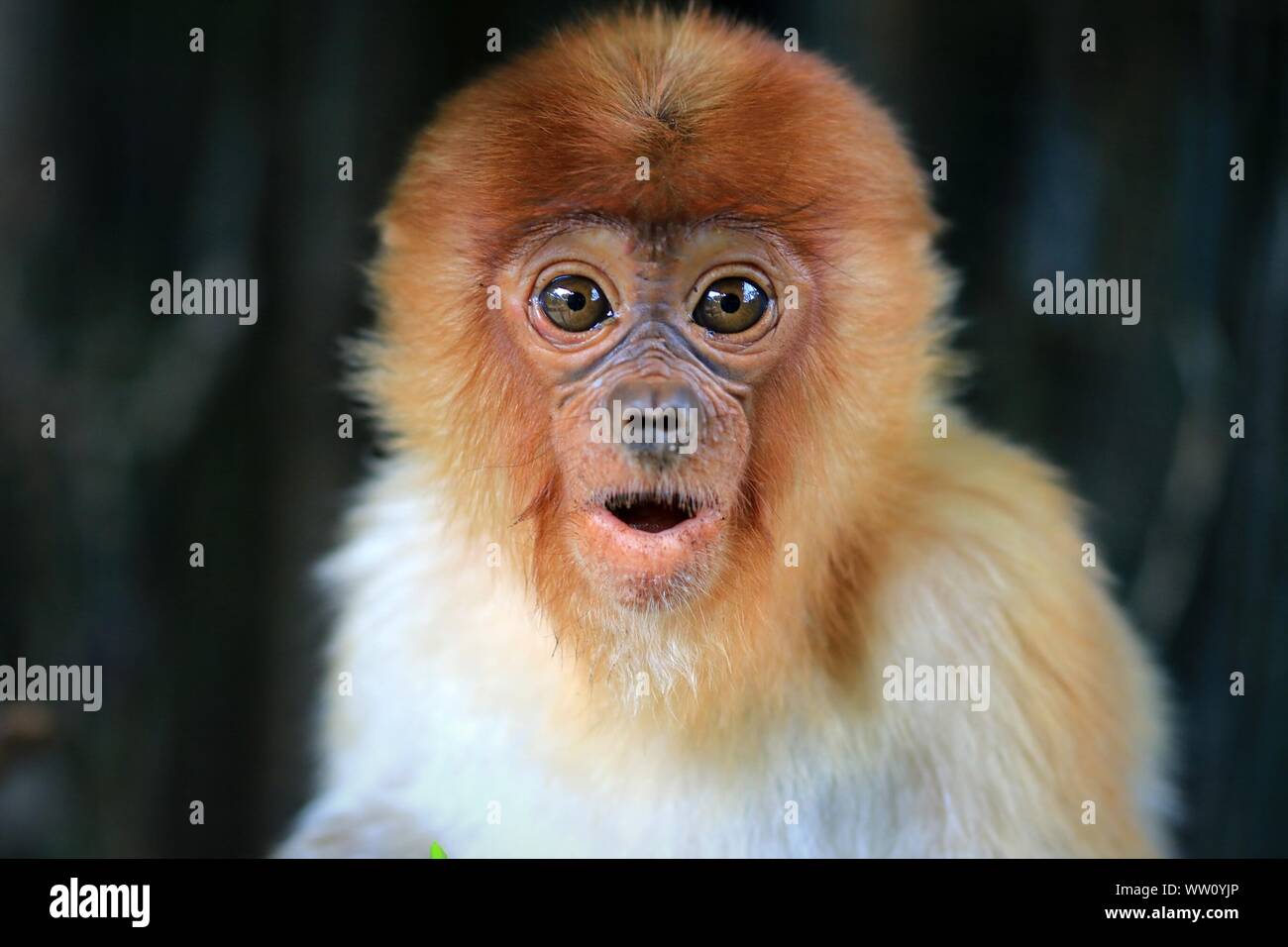 Surprised monkey hi-res stock photography and images - Alamy