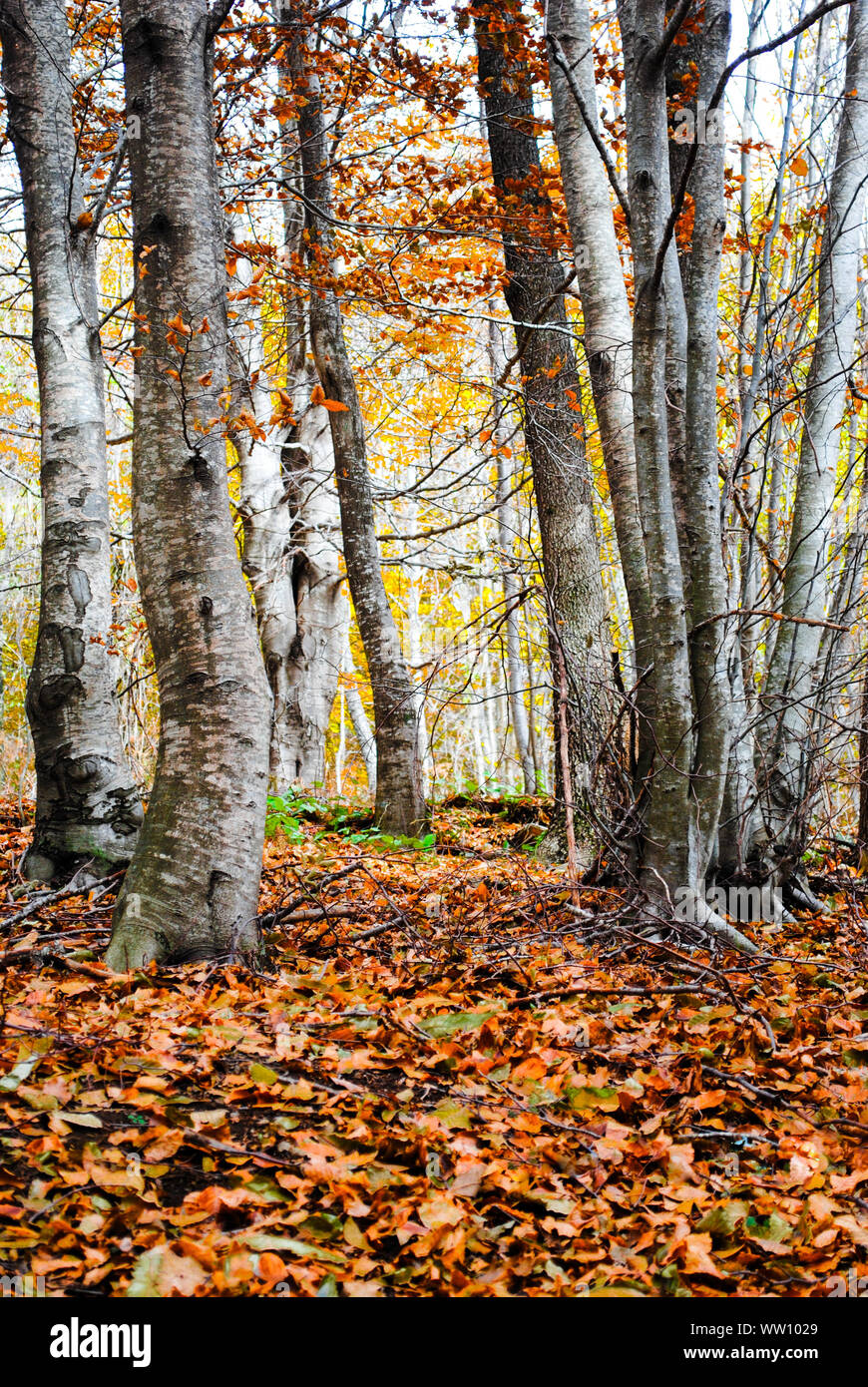 Colorful trees and leaves in autumn in the Montseny Natural Park in ...