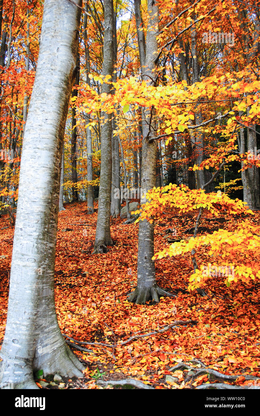Colorful trees and leaves in autumn in the Montseny Natural Park in ...