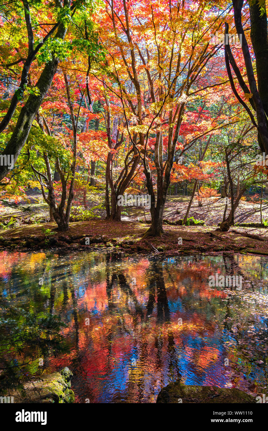 Colorful fall foliage reflecting on surface in sunny day in Kumobaike ...
