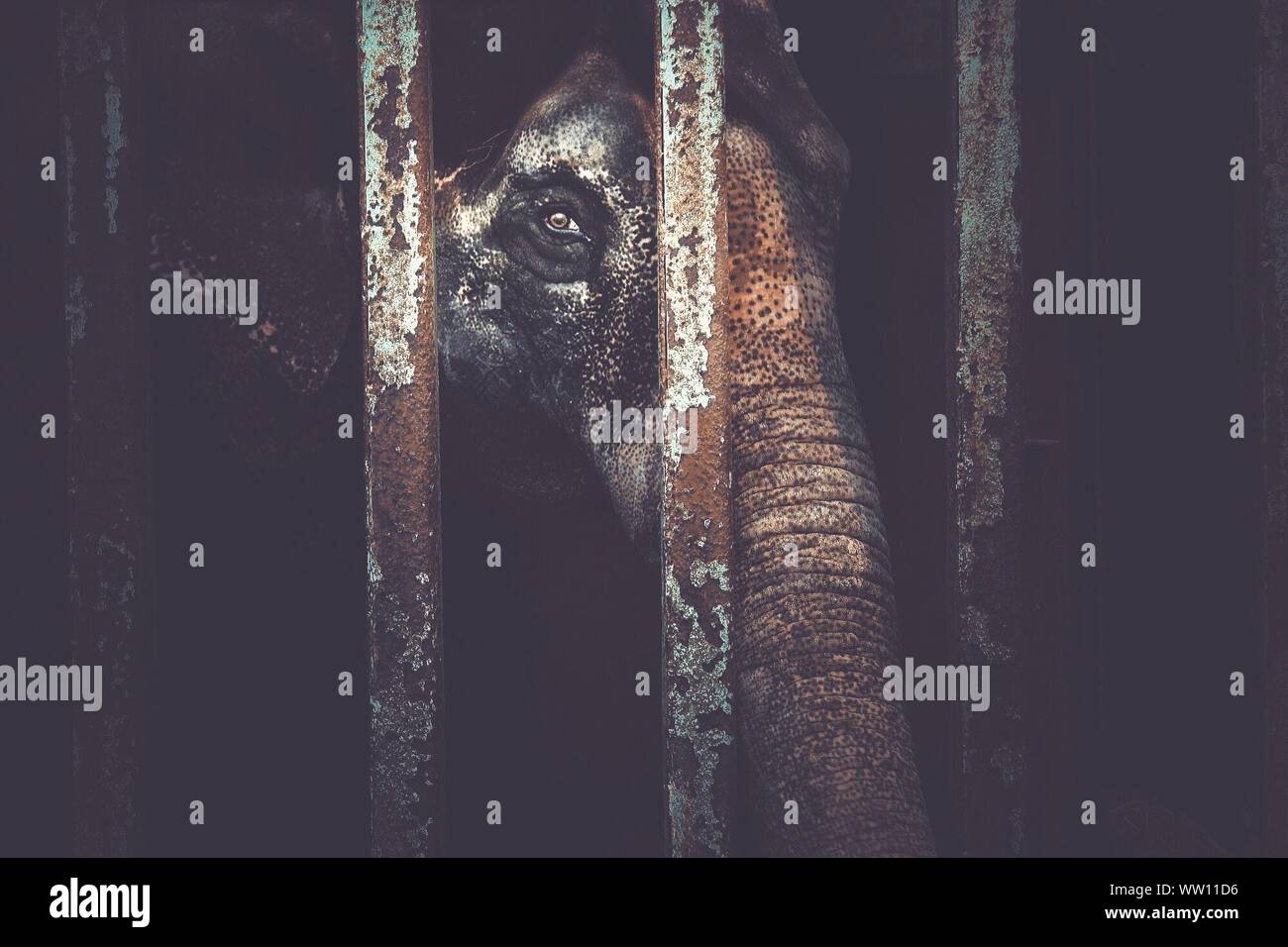 Elephant In Cage High Resolution Stock Photography and Images - Alamy