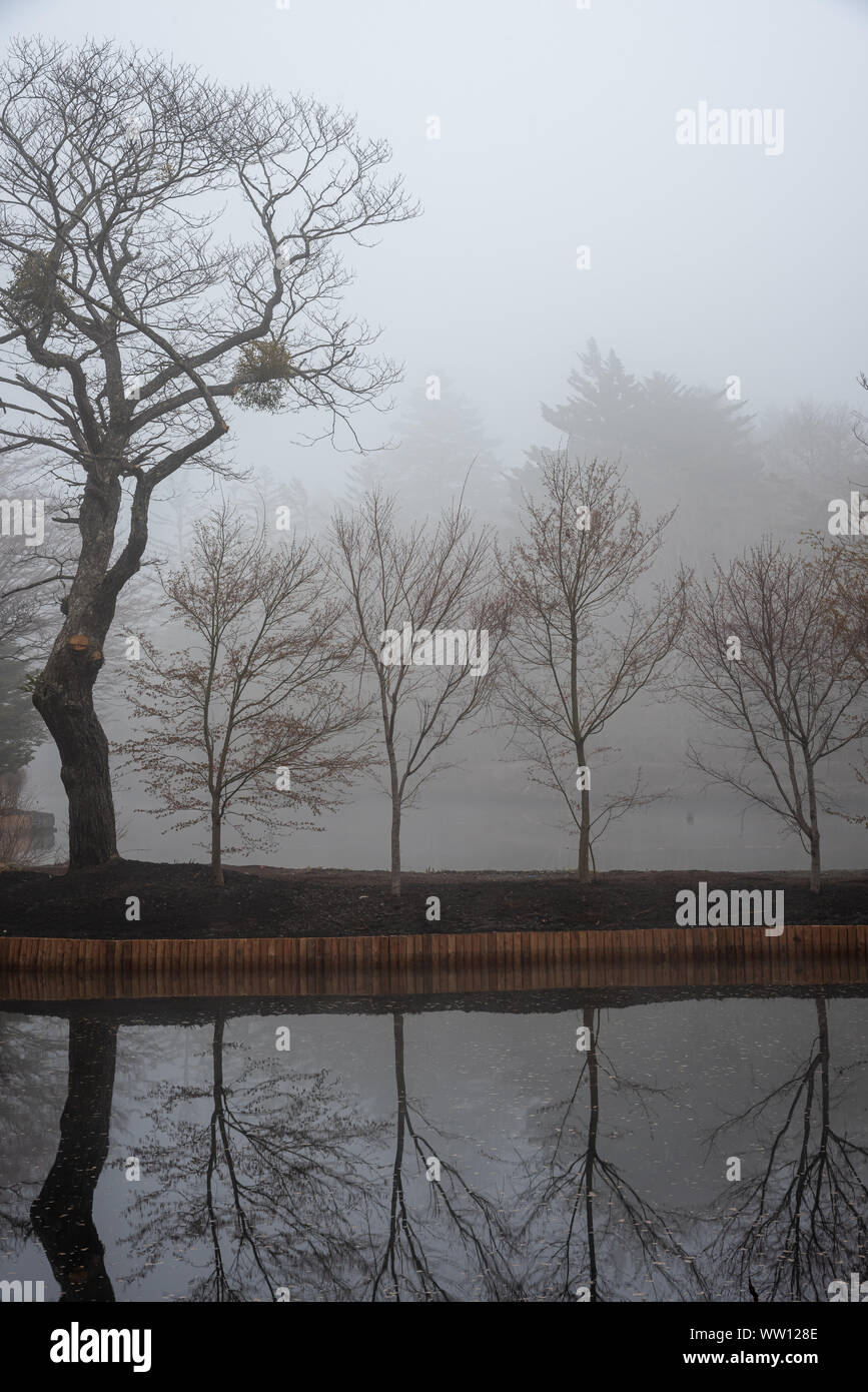 Kumobaike Pond winter scenery view, withered tree reflecting on surface ...