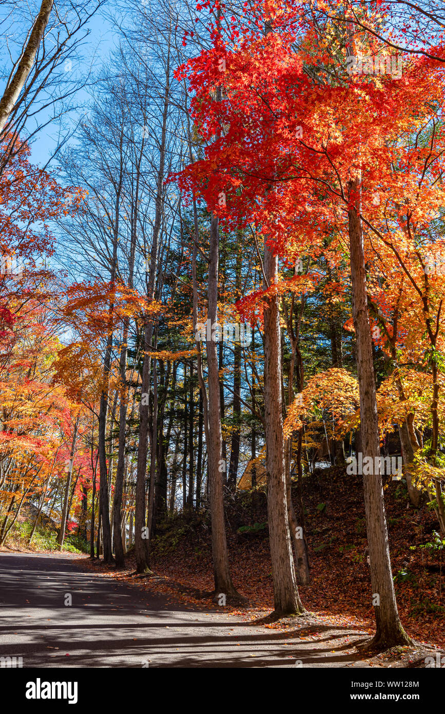 Karuizawa autumn scenery street view, colorful tree with red, orange ...