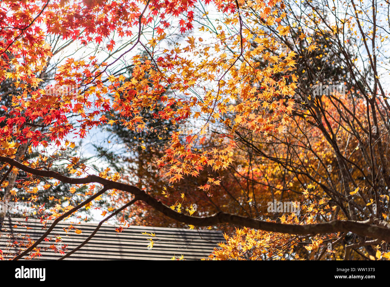 Karuizawa autumn scenery view, one of best-known resort villages in ...
