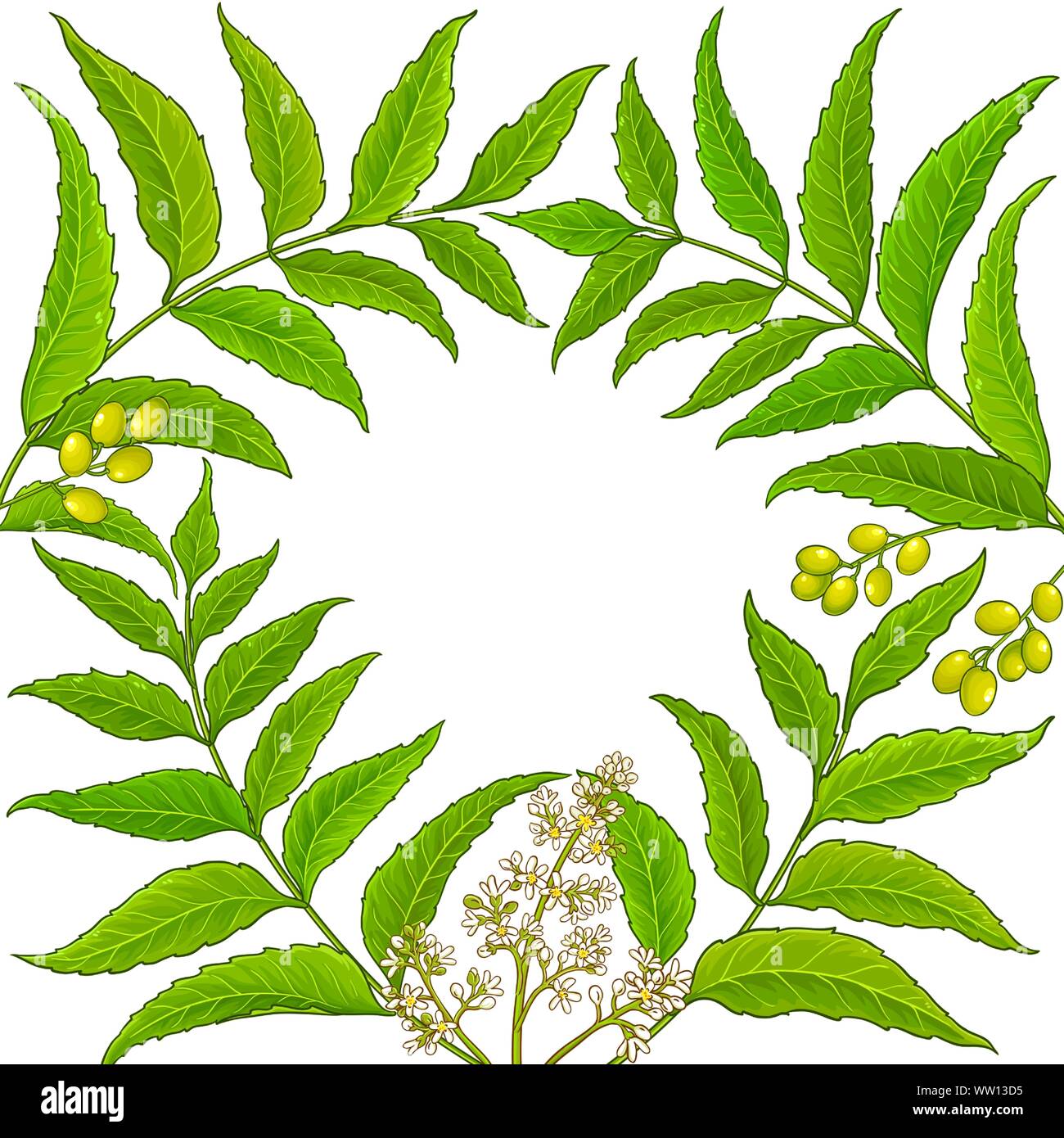 neem vector frame on white background Stock Vector Image & Art - Alamy