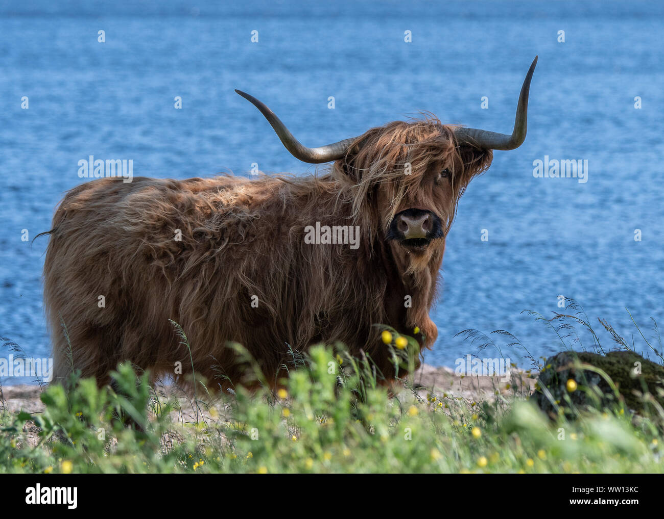 Highland cow (Bos taurus) Morvern Scotland Stock Photo - Alamy