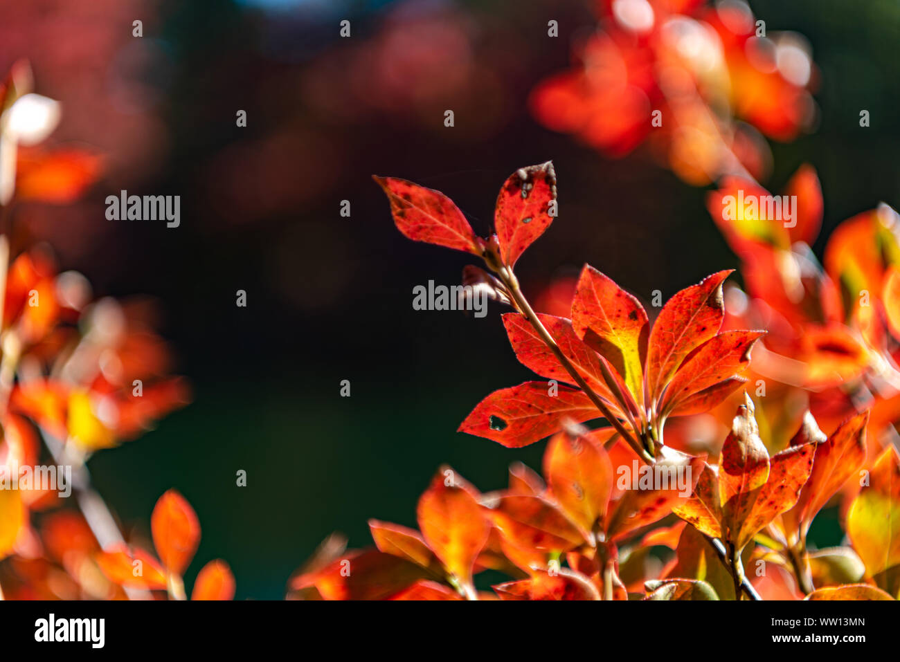 Close-up Enkianthus ( Dodan-Tsutsuji ) fall foliage in sunny day ...
