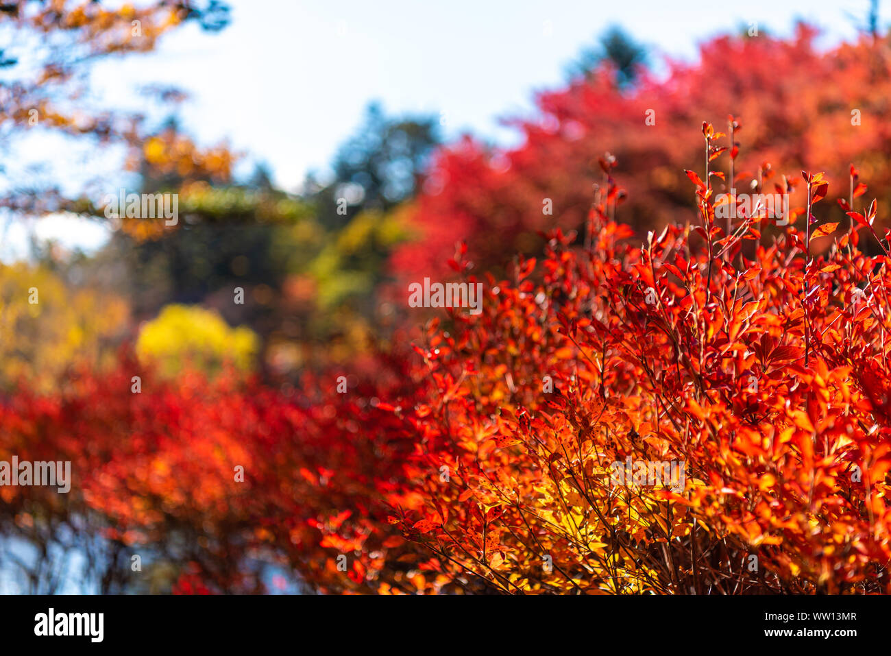 Close-up Enkianthus ( Dodan-Tsutsuji ) fall foliage in sunny day ...