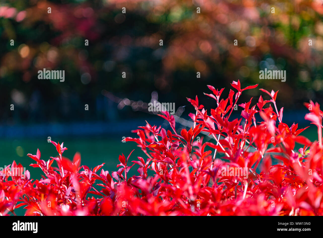 Close-up Enkianthus ( Dodan-Tsutsuji ) fall foliage in sunny day ...