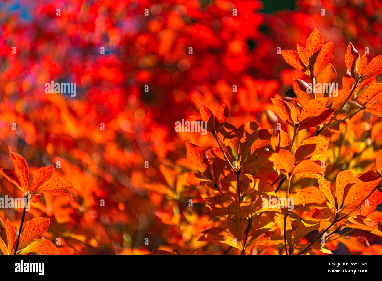 Close-up Enkianthus ( Dodan-Tsutsuji ) fall foliage in sunny day ...