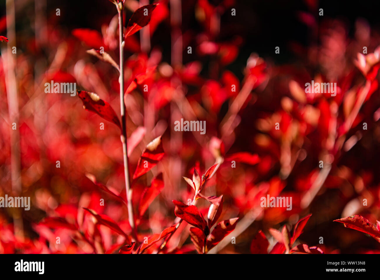 Close-up Enkianthus ( Dodan-Tsutsuji ) fall foliage in sunny day ...