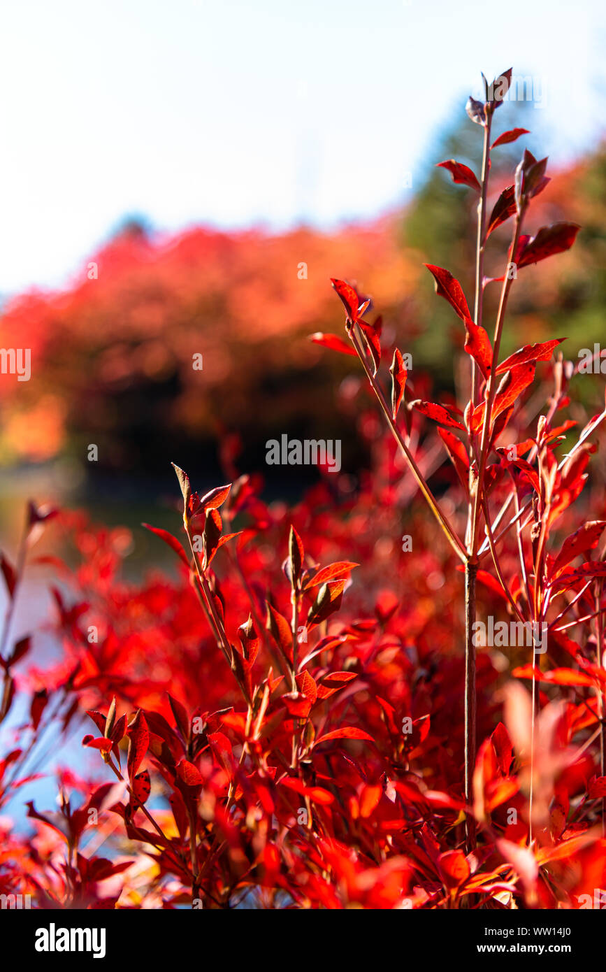 Close-up Enkianthus ( Dodan-Tsutsuji ) fall foliage in sunny day ...