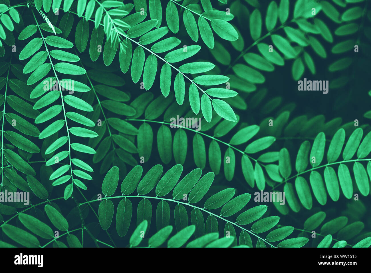 Acacia tree greenery nature hi-res stock photography and images - Alamy