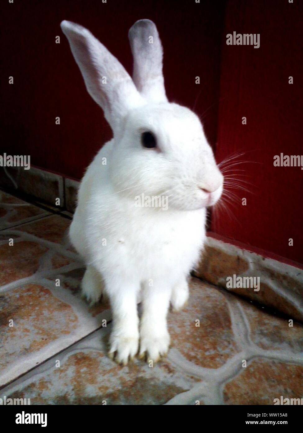 Rabbit in house hi-res stock photography and images - Alamy