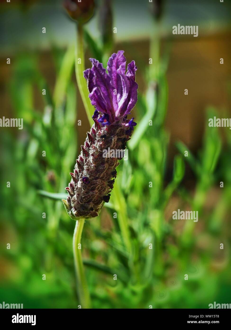 Lavender single stem hi-res stock photography and images - Alamy