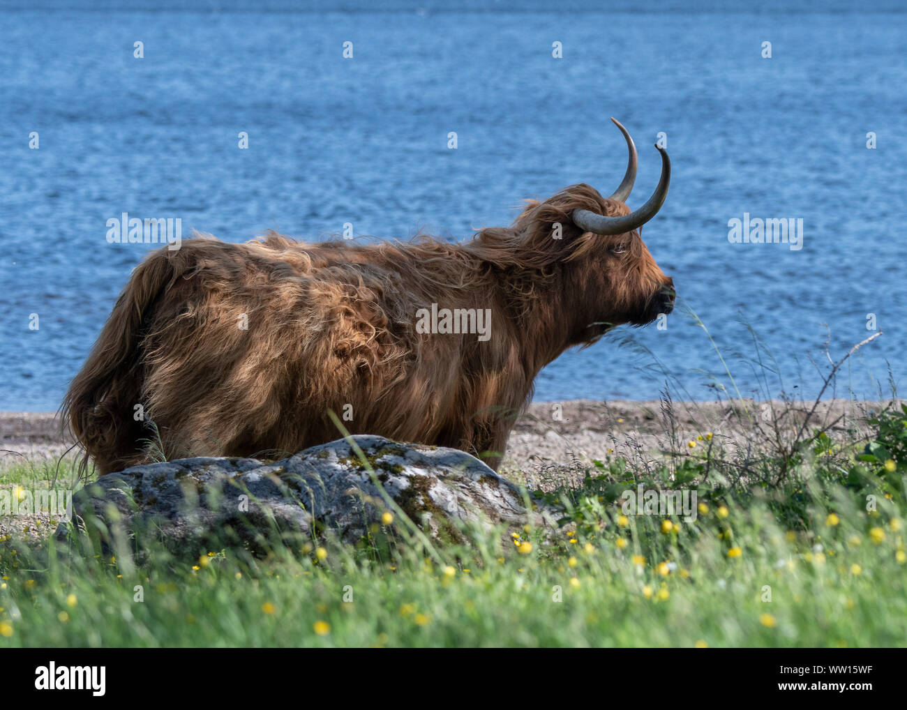 Highland cow (Bos taurus) Morvern Scotland Stock Photo - Alamy