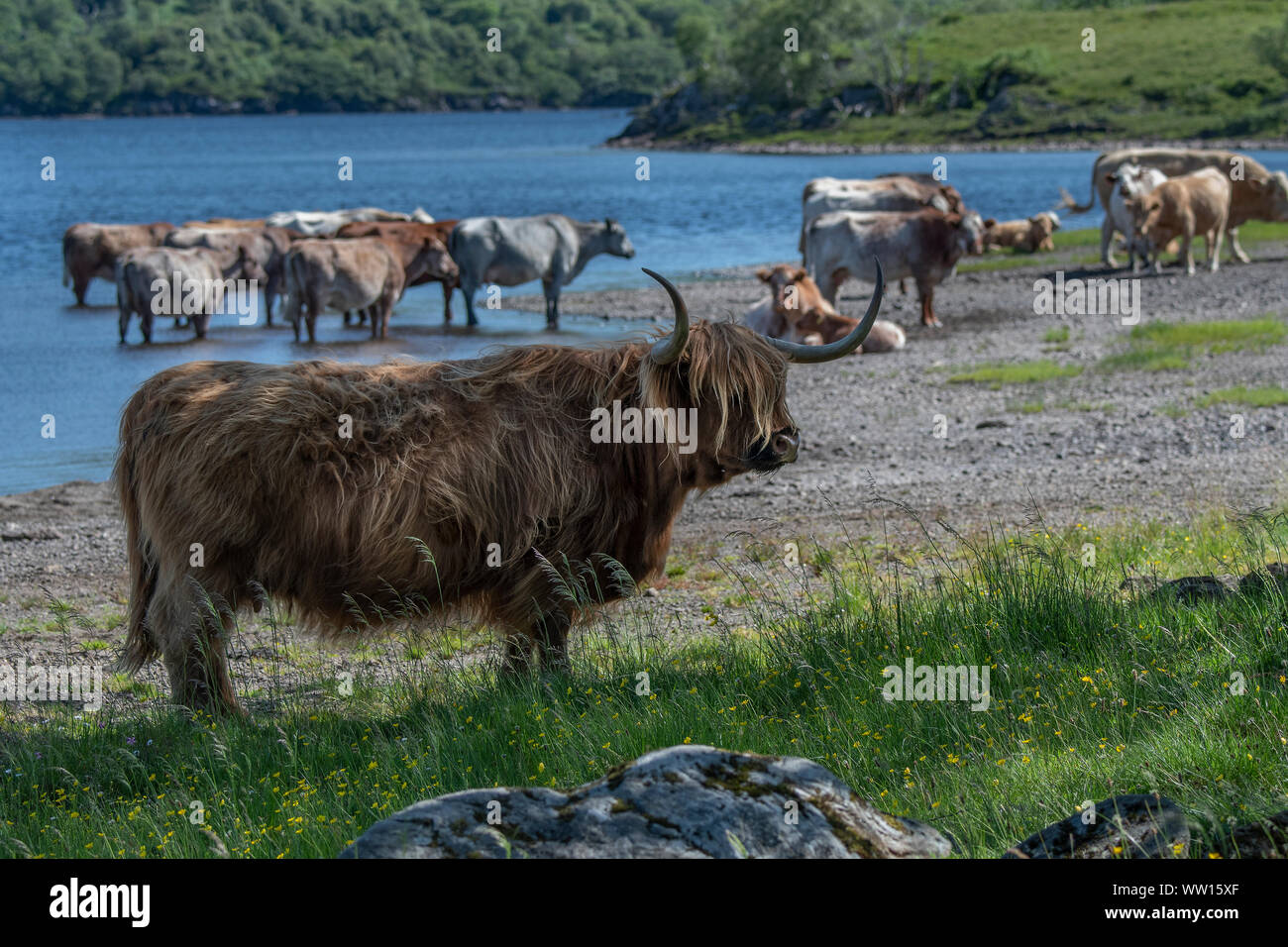 Highland cow (Bos taurus) Morvern Scotland Stock Photo - Alamy