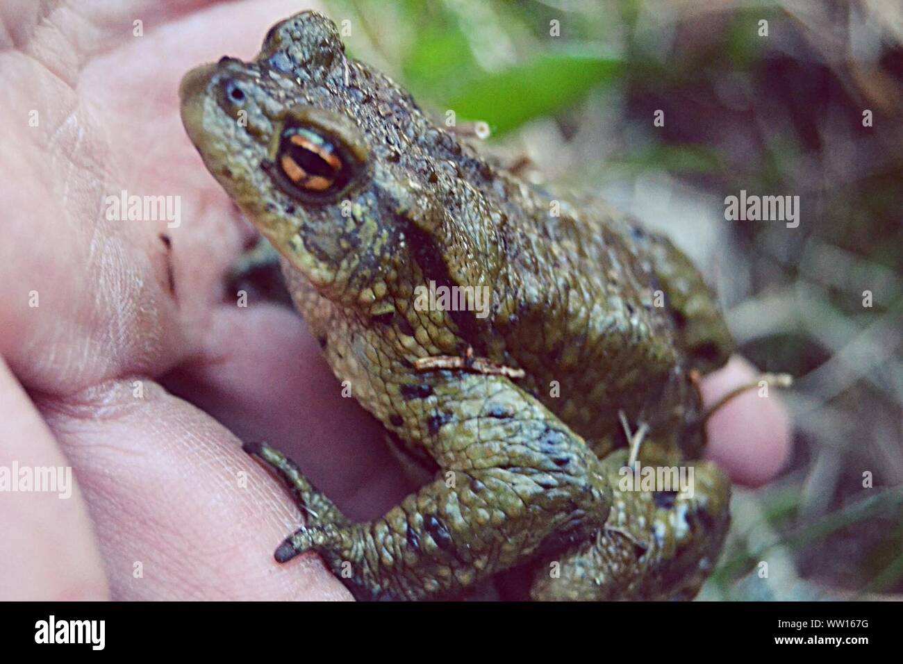 Frog hands hi-res stock photography and images - Alamy