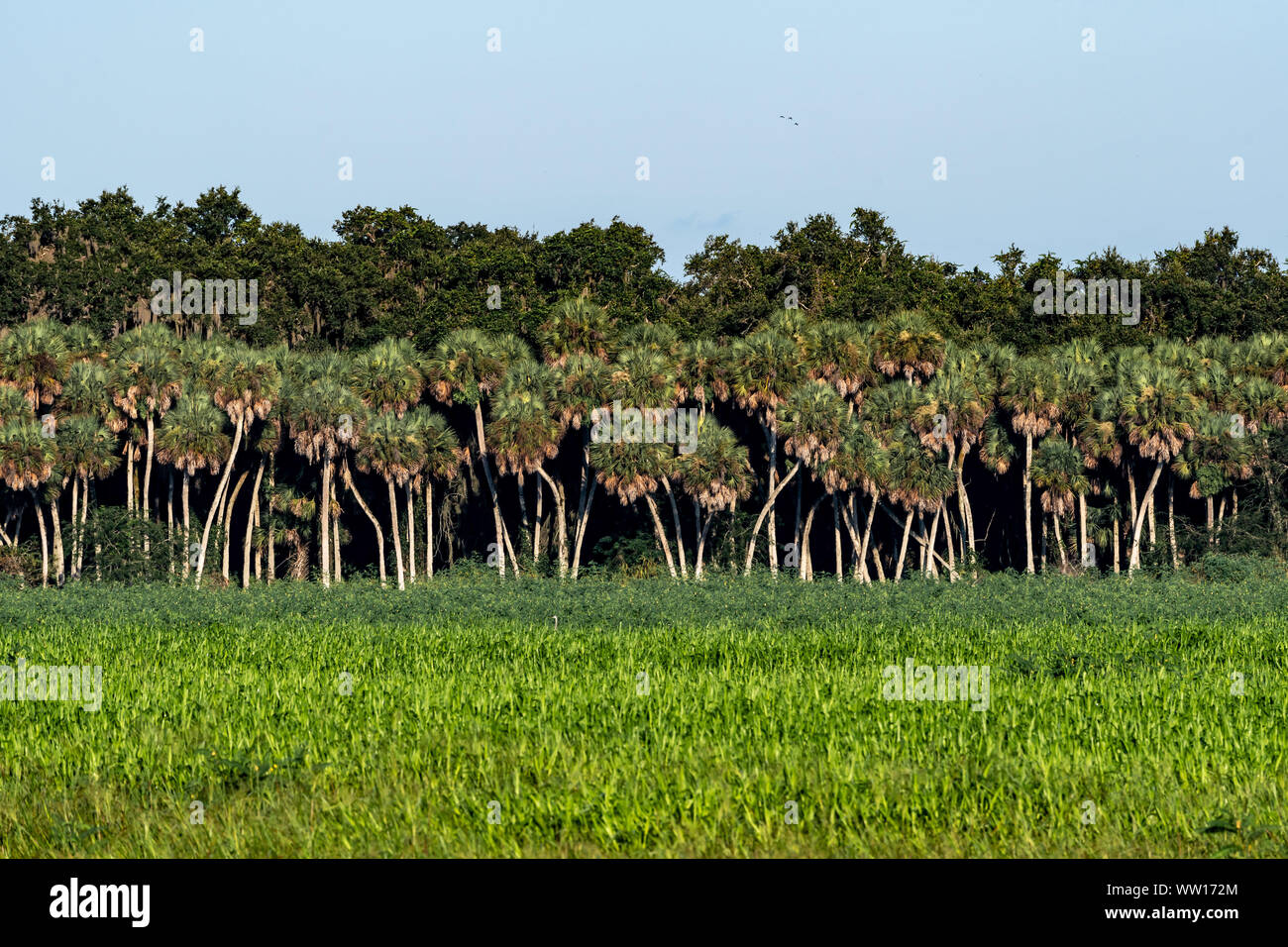 Summer afternoon landscape of the Florida fields Stock Photo - Alamy