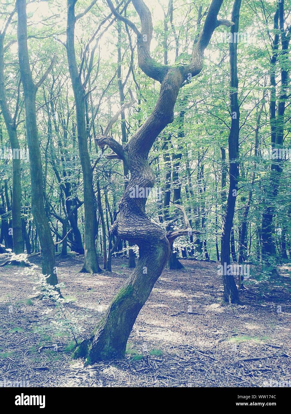 Curvy Tree High Resolution Stock Photography and Images - Alamy