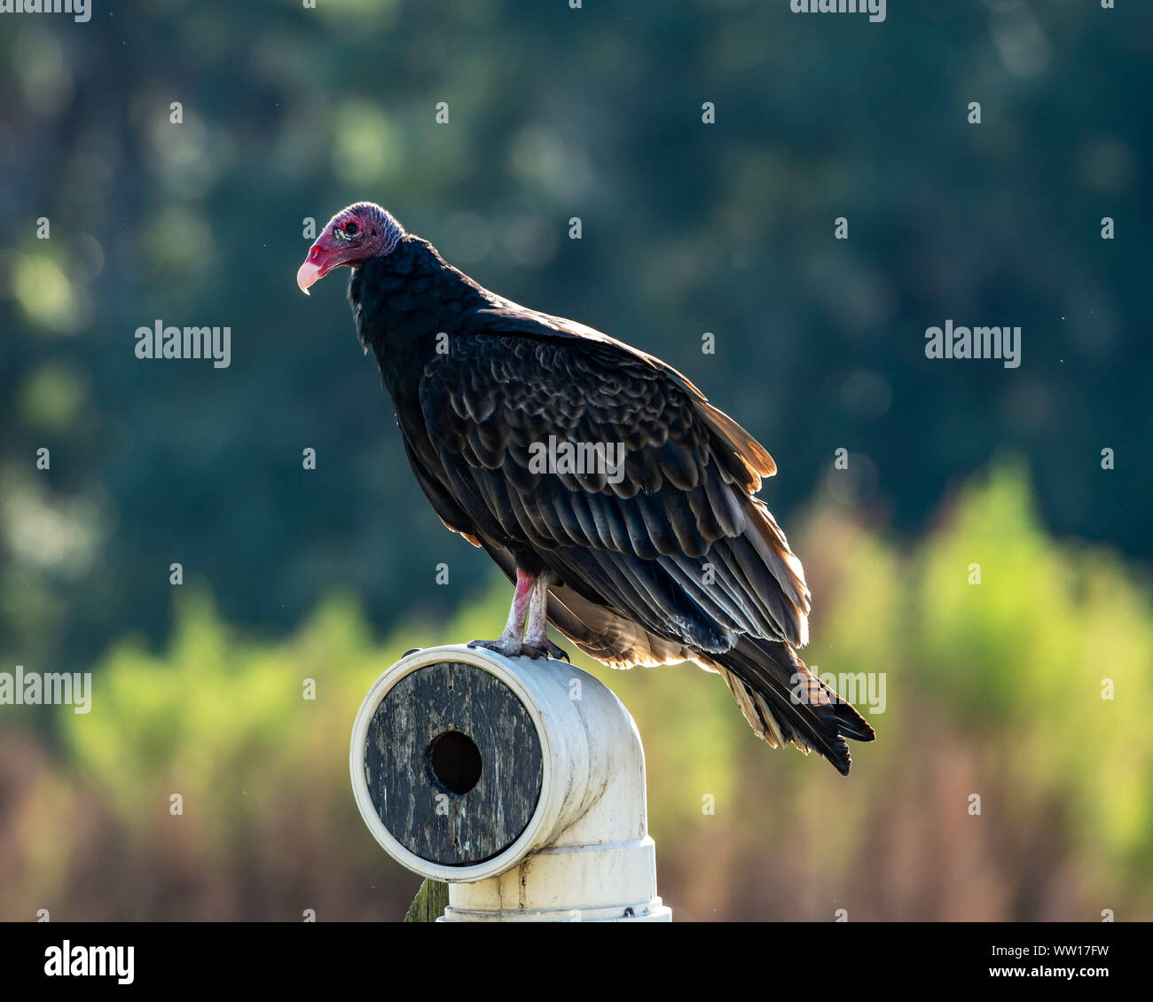 Florida buzzard hi-res stock photography and images - Alamy