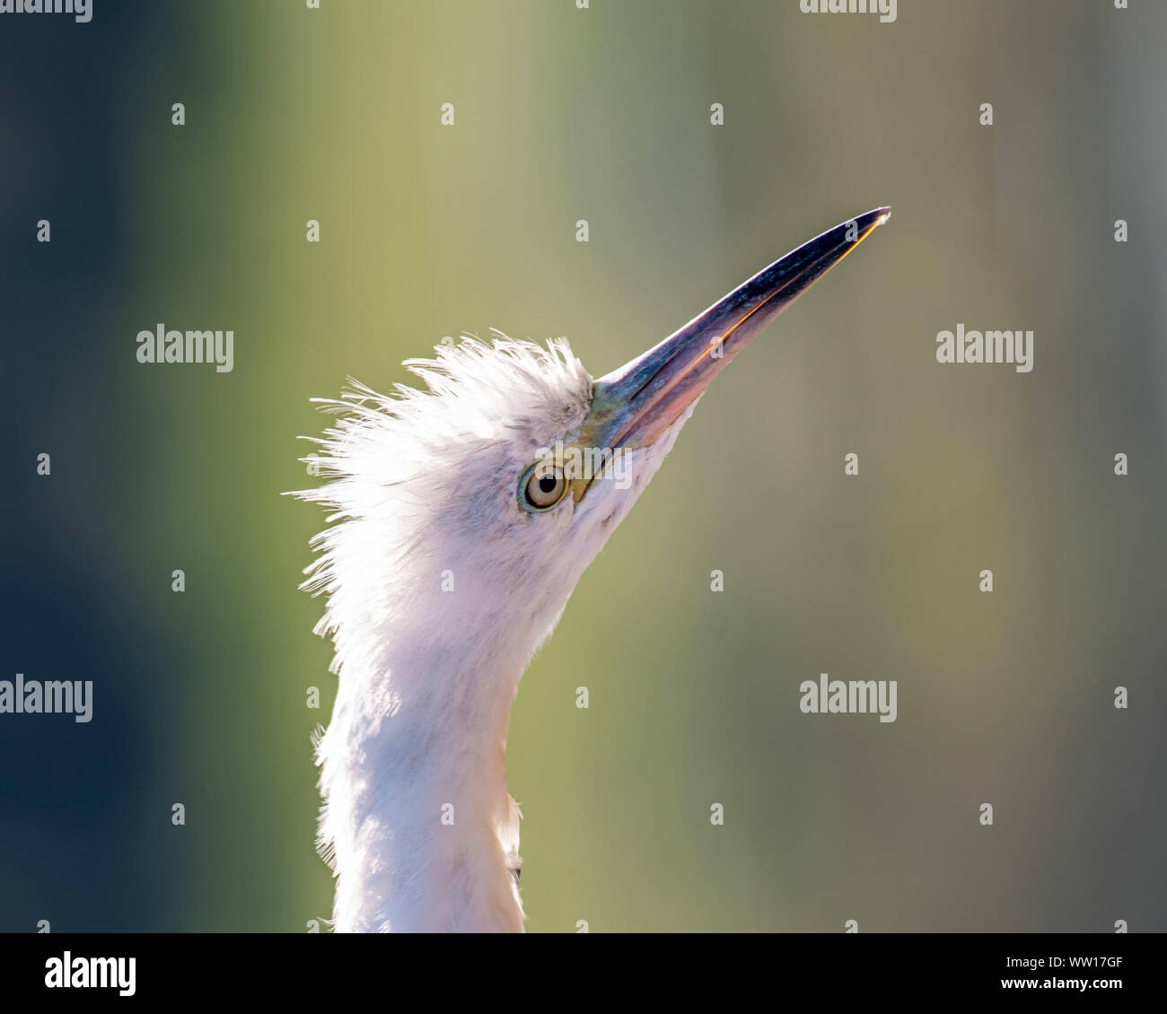 Profile of a immature little blue heron Stock Photo - Alamy