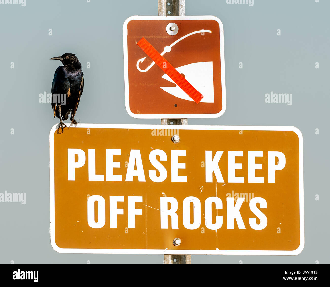 Warning signs and no fishing sign with a black crow perched on it Stock ...
