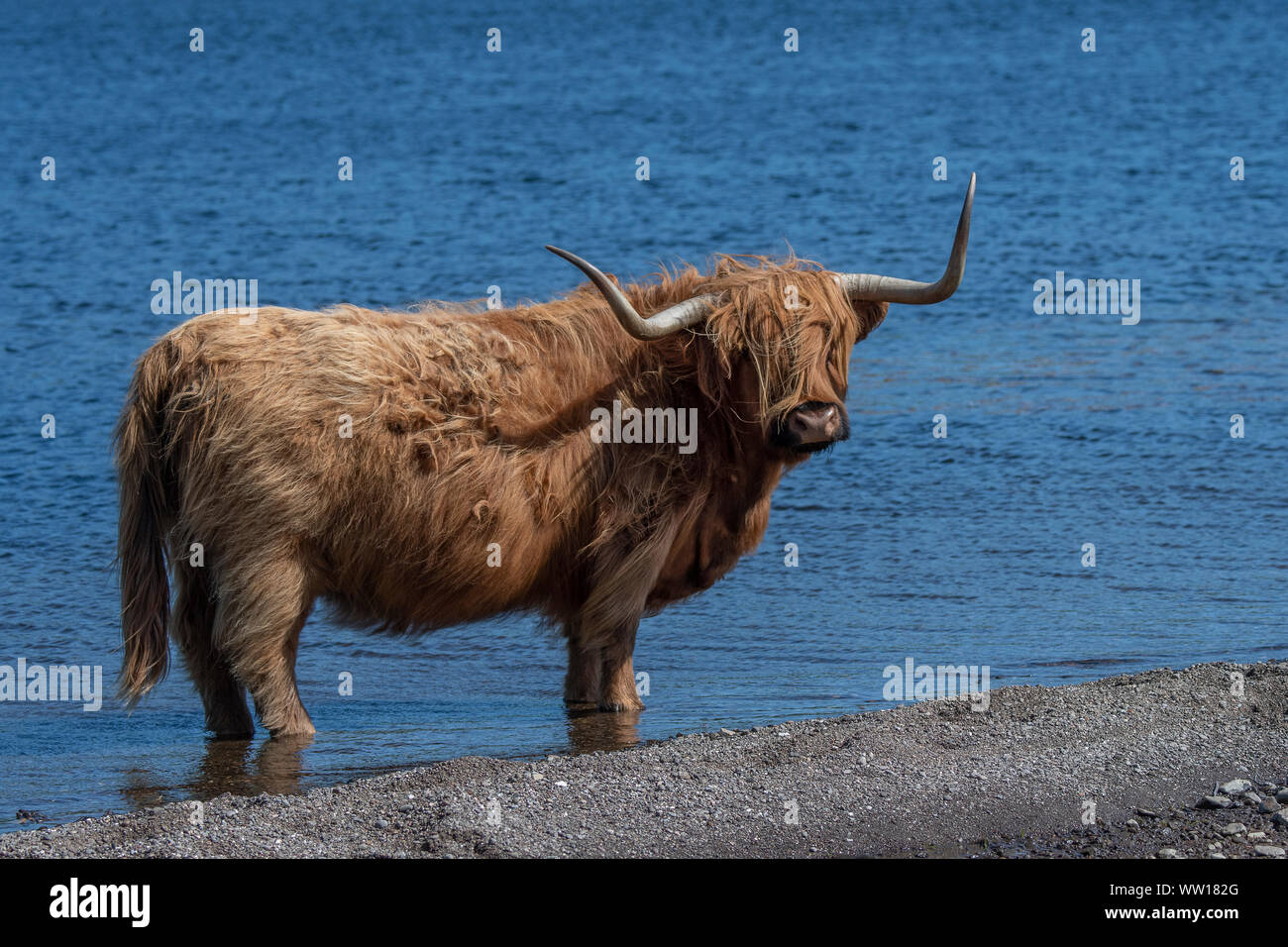Highland cow (Bos taurus) Morvern Scotland Stock Photo - Alamy