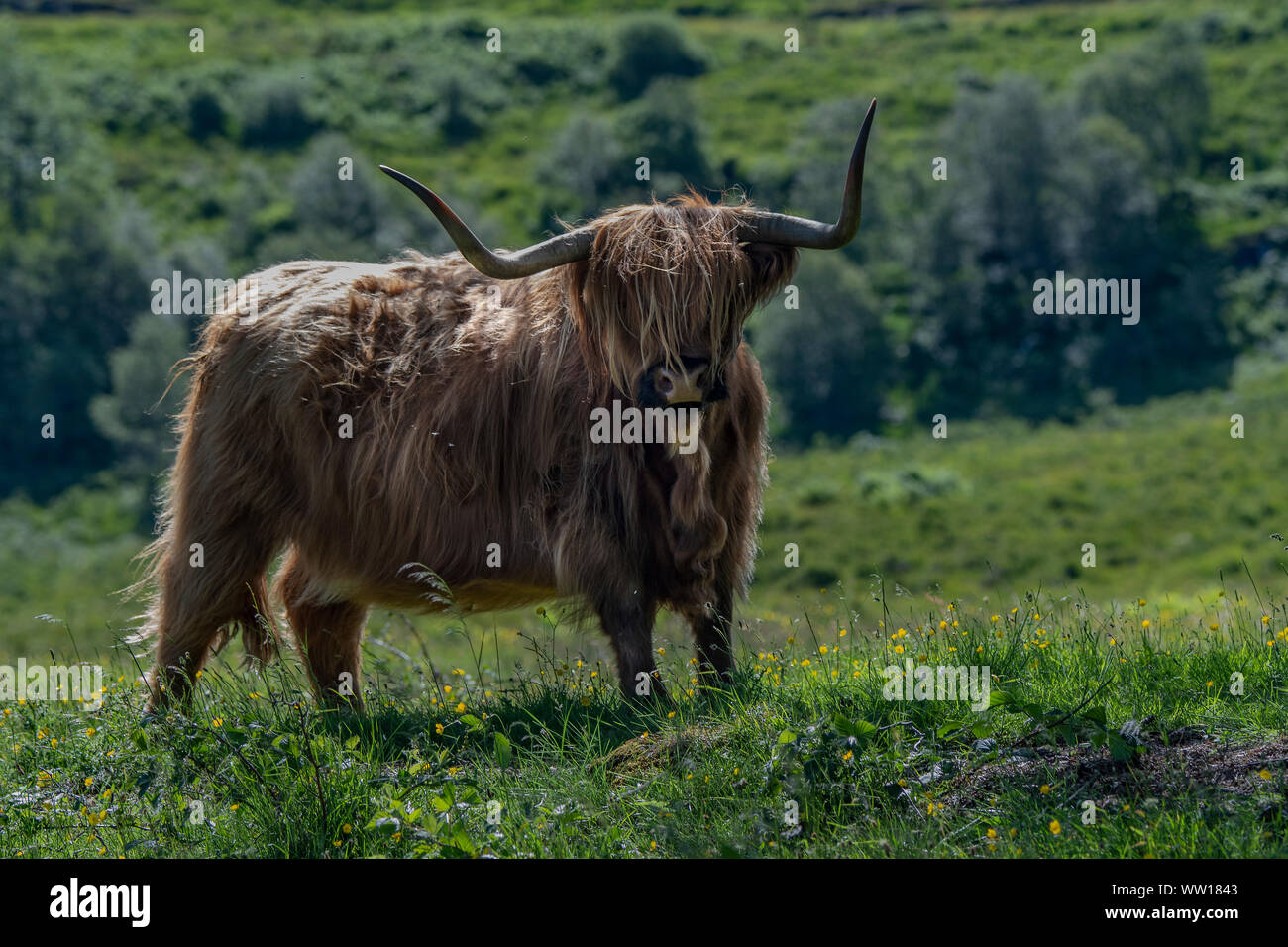 Highland cow (Bos taurus) Morvern Scotland Stock Photo - Alamy