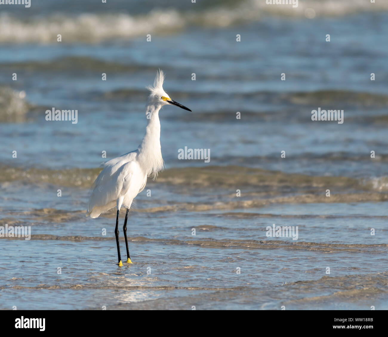 Bird with fluffed up feathers hi-res stock photography and images - Alamy