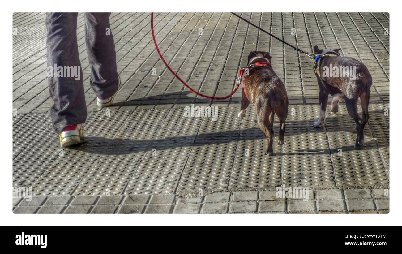 Pit bull walking hi-res stock photography and images - Alamy
