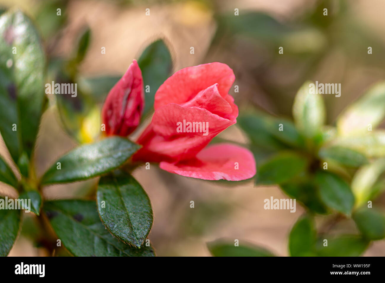 Orange blossom florida hi-res stock photography and images - Alamy