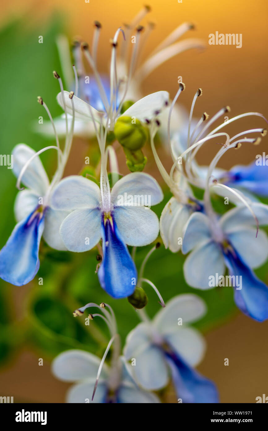 Droopy purple flowers hi-res stock photography and images - Alamy