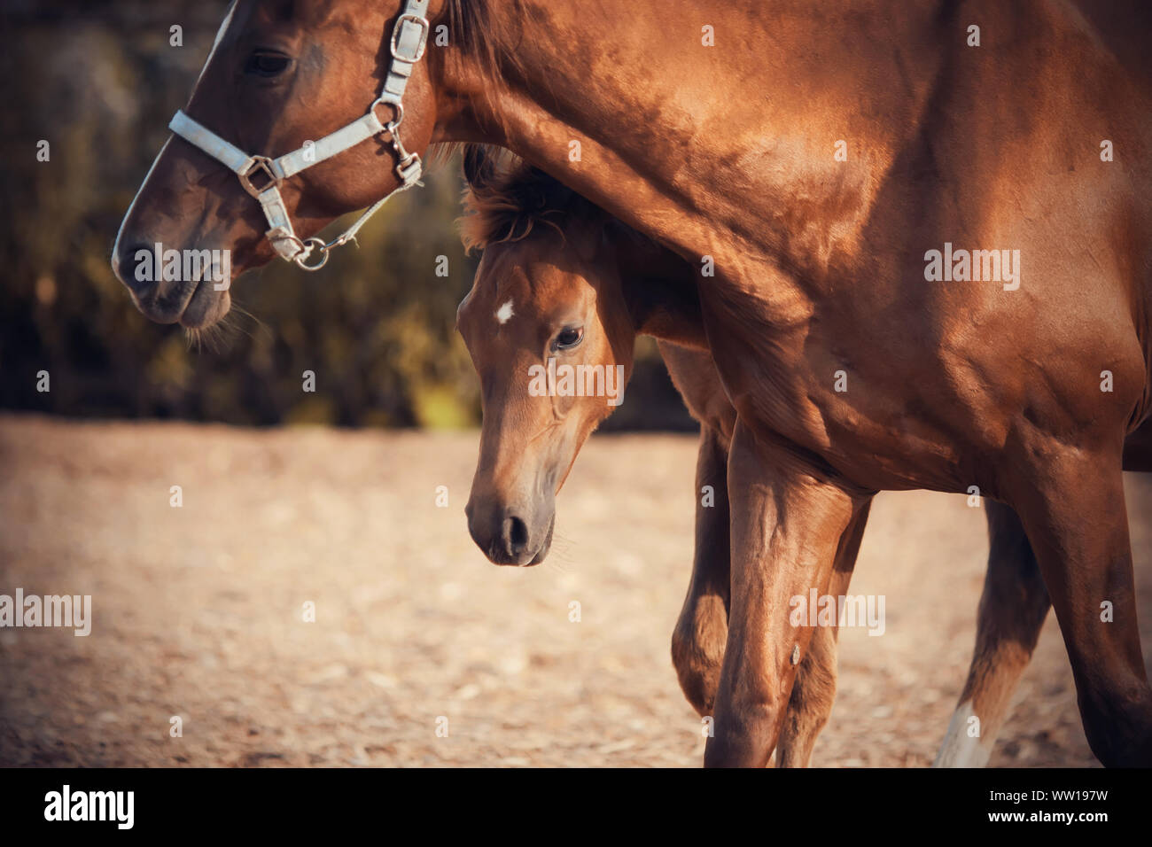 A small young colt hides behind his mother, whose muzzle is wearing a ...