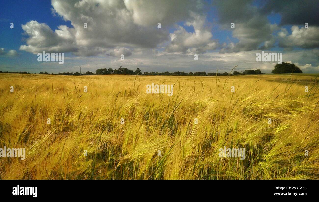 Wheat Growing On Farm Stock Photo - Alamy